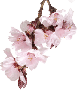 Understanding Perinatal Anxiety and Depression | Vancouver CBT Centre